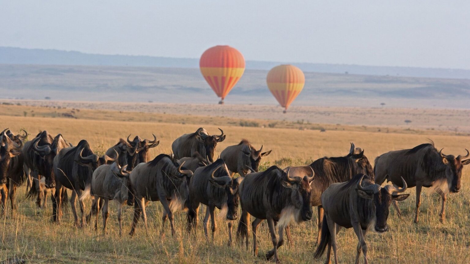 The 2026 Serengeti Great Migration River Crossings - Transkibo Travel